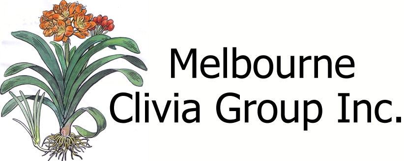 Clivia species – by Di Mathews – Melbourne Clivia Group Inc.